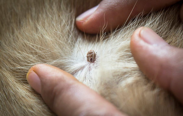6 Ways to Protect Your Dog From Ticks | Zebra CBD