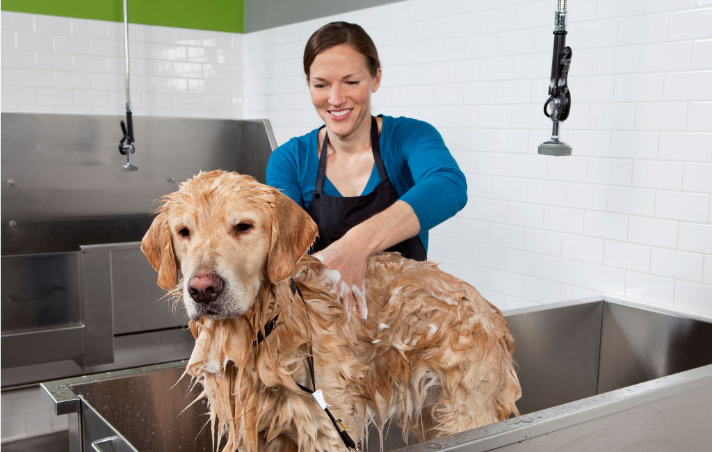 How to Make Grooming Easier For Senior Dogs | Zebra CBD